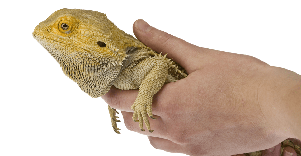 Introduction to Reptile Care Certification - Oxford College of Education